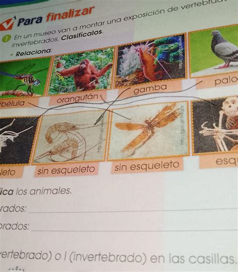 Clasifica Los Animales Vertebrados Invertebrados Brainlylat