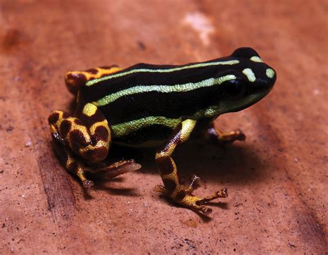Fileranitomeya Aquamarina Female In Life Wikimedia Commons