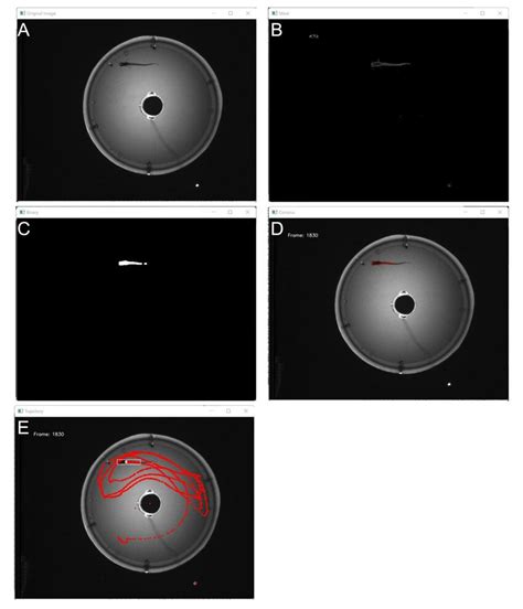 Image Processing Method For Tracking Fish A Original Image B Download Scientific Diagram