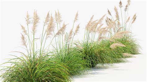 Cortaderia Selloana Pampas Grass 3d Model 03 Free 3d Model For Design