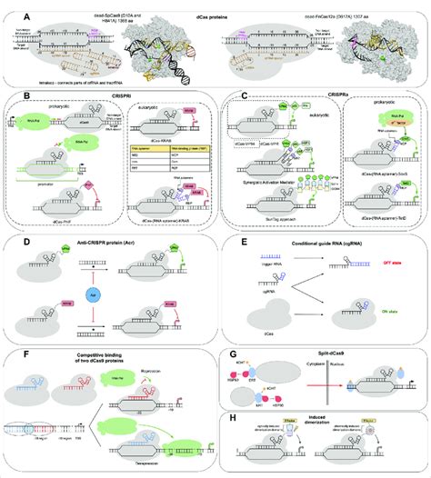 Crispr Dcas Toolbox For Genetic Circuit Design A Schematic And
