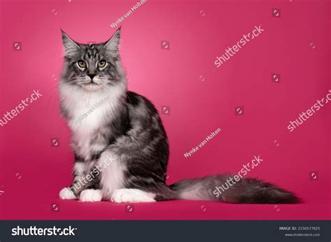 Impressive Silver Black Tabby Maine Coon Stock Photo Shutterstock