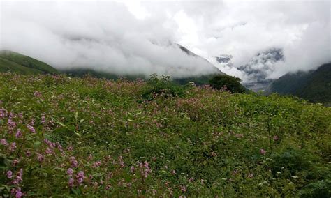 Top Reasons To Visit The Valley Of Flowers In Uttarakhand Himalayas
