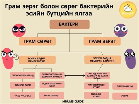 БАКТЕРИ ГЭЖ ЮУ ВЭ Бактерий эсийн Tserensambuu Sharav Facebook