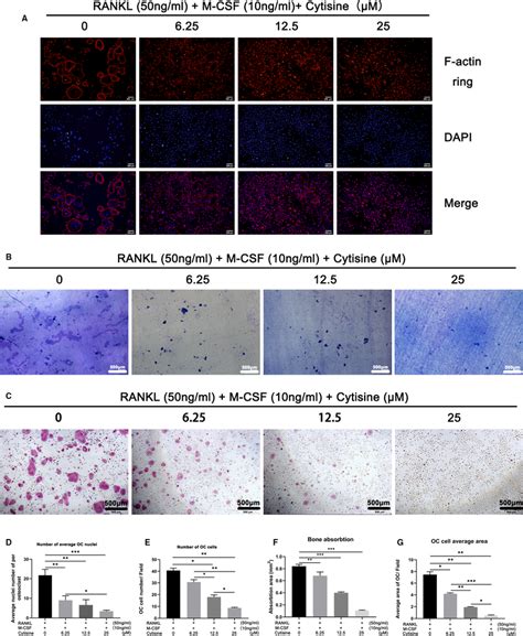 Cytisine Suppressed Rankl‐induced F‐actin Ring And Bone‐pit Formation Download Scientific