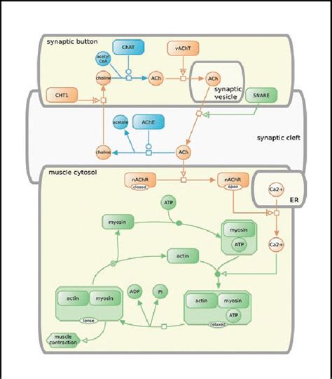 51 5 Role Of Acetylcholine In Striated Muscle Contractions Caution Is