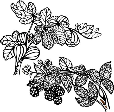 Fig Leaf Vector Images Over 2300
