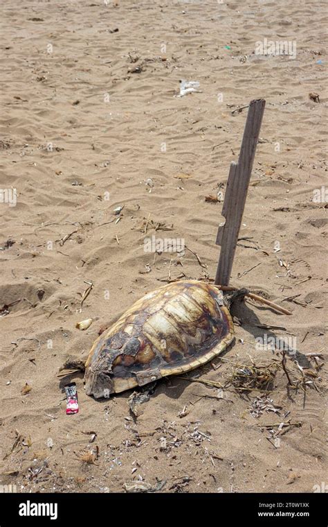Dead Turtle Protective Shell Left Behind On Prasonisi Beach A Meeting