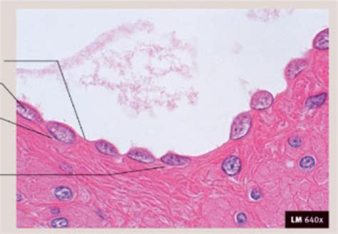 Histology Pics Epithelial Tissue Flashcards Quizlet