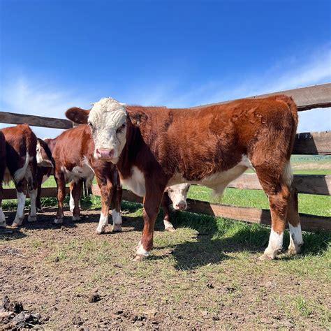 Сэлэнгэ Үхэр Эр тугалын захиалга авна Үнэ 1 0 1 8 сая Facebook