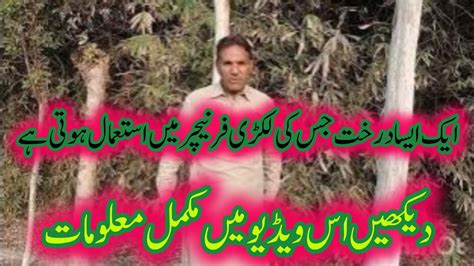 سفیدے کا درخت کیسا ہوتا ہے ۔ Youtube