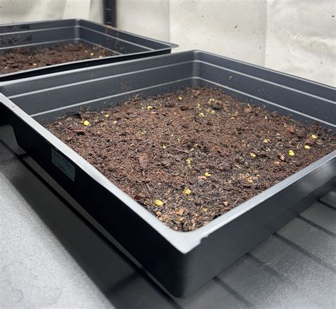 Oecd 207 Earthworm Acute Toxicity Test Aropha