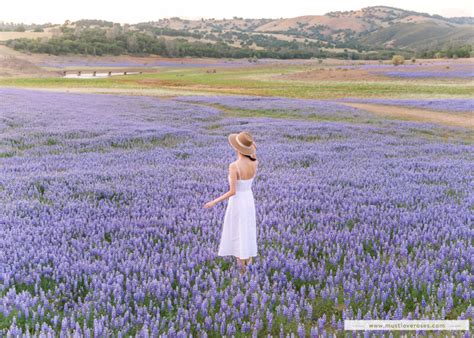 Where To Find Lupine Flower Fields In The Bay Area And Northern California