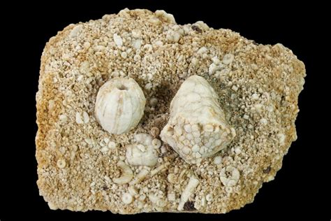Fossil Crinoid Cactocrinus And Blastoid Globoblastus Missouri