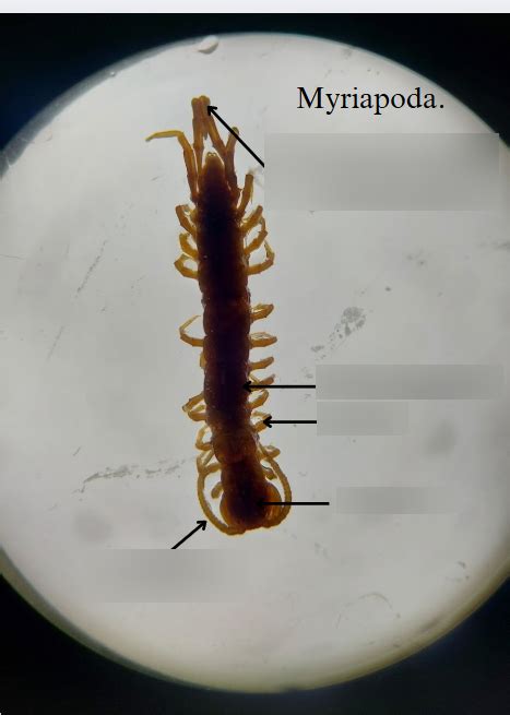 Myriapoda Diagram Quizlet