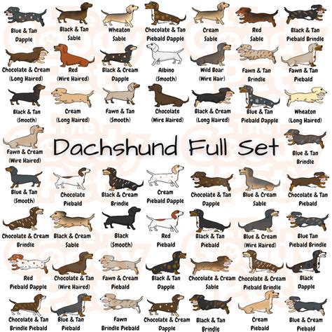 25 Colors And Patterns Of A Dachshund That You Never Knew Existed The