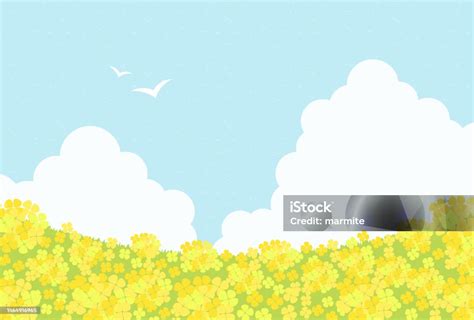 배너 카드 전단지 소셜 미디어 월페이퍼 등을 위한 하늘에 카놀라 꽃밭이 있는 벡터 배경 배경 주제에 대한 스톡 벡터 아트 및