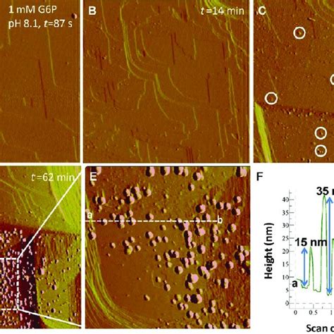 A Time Sequence Of Afm Deflection Images Showing A And B Dissolution Download Scientific