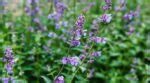 How To Plant Grow And Care For Catnip
