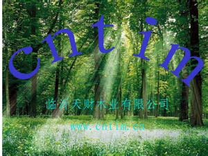 山东省临沂市天财木业有限公司 木业网