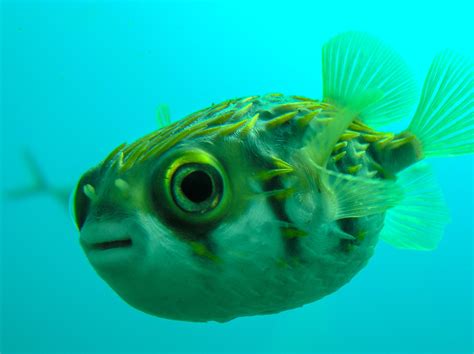 Fact Sheet Fish Adaptations • Department Of Primary Industries And