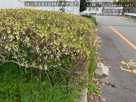 ドウダンツツジが枯れる5つの原因自然植物図鑑