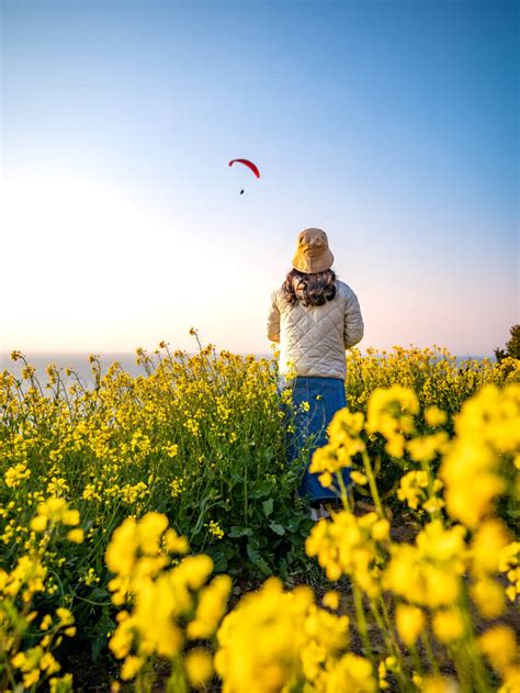 제주도 봄 여행 코스 유채꽃 명소 모음 방구석걸리버