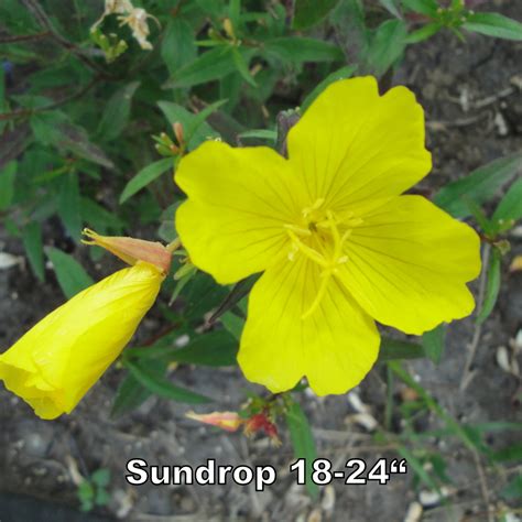 Sundrop Oenothera Fruticosa Heart To Care Tanzania