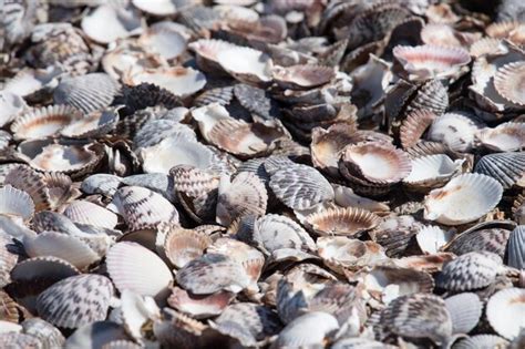 Premium Photo Many White Shells Background Texture