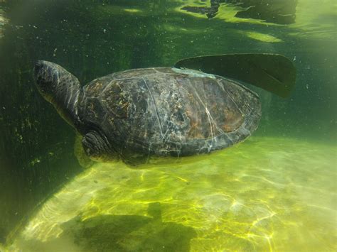 Paraplegic Sea Turtle Lived Without Flippers For 4 Years Then He Got