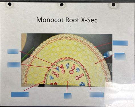 BY124L Exam 1 Monocot Root X Sec Diagram Quizlet