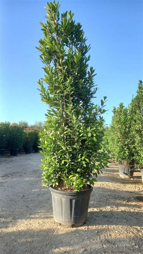 Laurus Nobilis Caporalplant