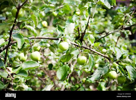 Apple Tree With Green Apples Stock Photo Alamy