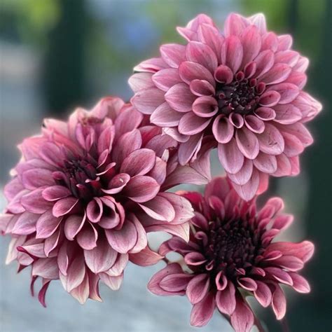 Night Silence My New Favorite Dahlia