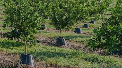 Tree T Pee Shark Tank Update What Happened To T Pee After Shark Tank