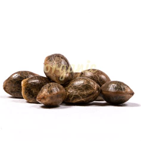 Critical Daddy Feminized Seeds Organic Catalog Cannabis Seeds