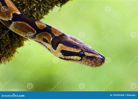 The Royal Python Python Regius Also Called The Ball Python Lying