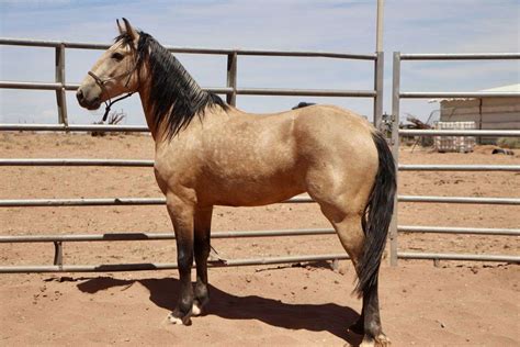 Beautiful Buckskin Mustang Charros Stetson