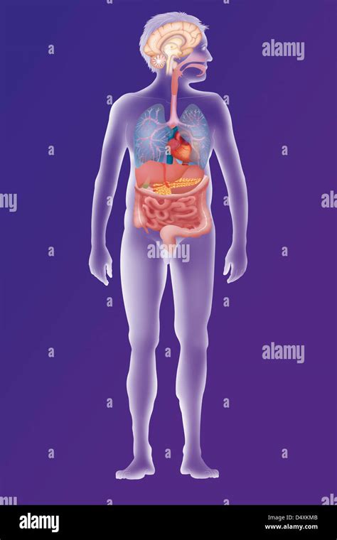 Truncus Pulmonalis Fotos Und Bildmaterial In Hoher Auflösung Alamy
