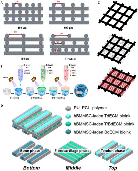 Schematics Of Gradient Scaffolds A Homogeneous Pore Size Scaffolds Download Scientific