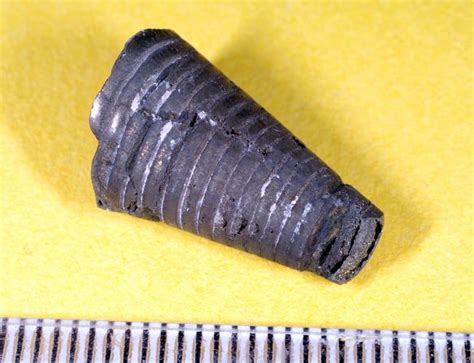 Phragmocone Member Collections The Fossil Forum
