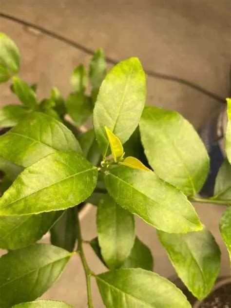 Lemon Tree Yellow Leaves Causes How To Fix And Prevent It Lemon Tree Potted Meyer Lemon