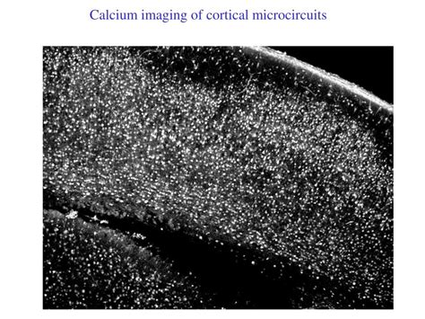 Ppt Cortical Microcircuit ~1mm 3 Structure Cell Types
