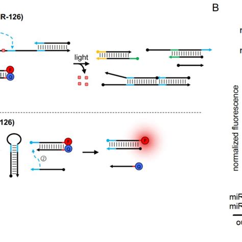 NAND Logic Gate Strand Displacement Scheme And Activation A NAND Download Scientific Diagram