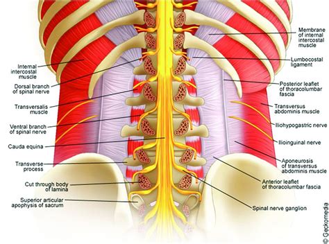 Anatomy Of The Neuraxis Thoracic And Abdominal Walls Upper And Lower Limbs Anesthesia Key