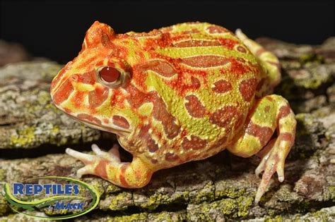 Strawberry Pineapple Pacman Frog Strawberry Horned Frog 2025 Buying