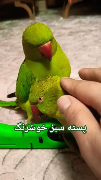 پسته ملنگو سبز Youtube