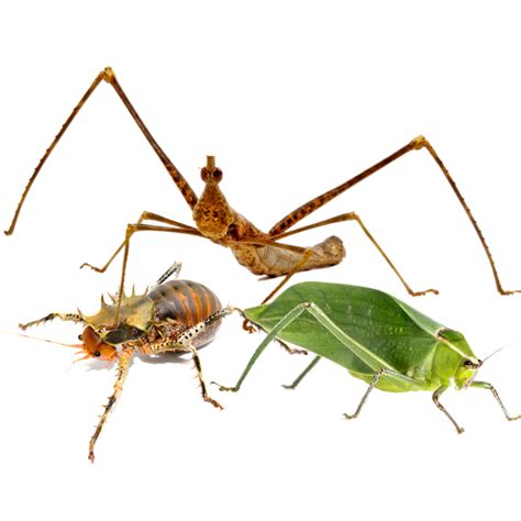 Grasshoppers Crickets Katydids Bug Pets Ltd