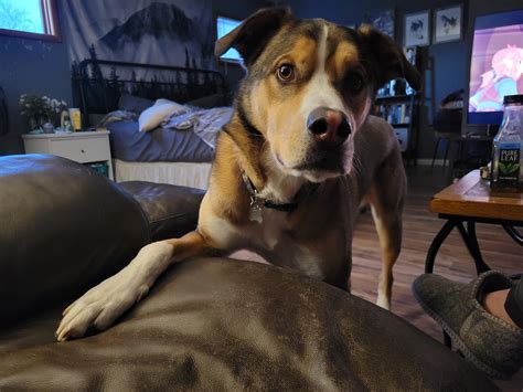 This Is His Can I Come Onto The Couch Face Rmutt