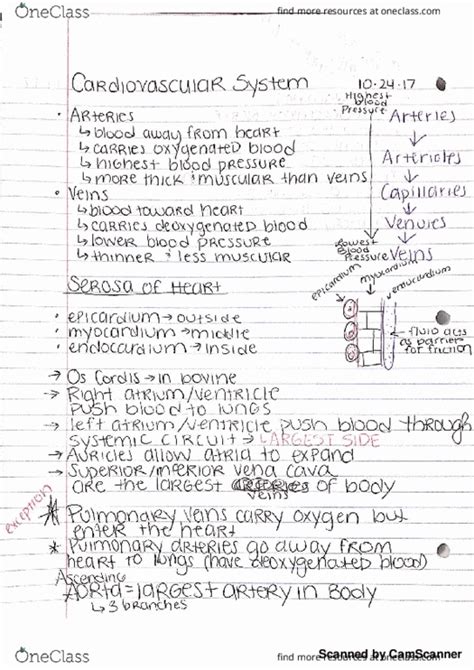 ANS 206 Lecture 9 Cardiovascular System OneClass